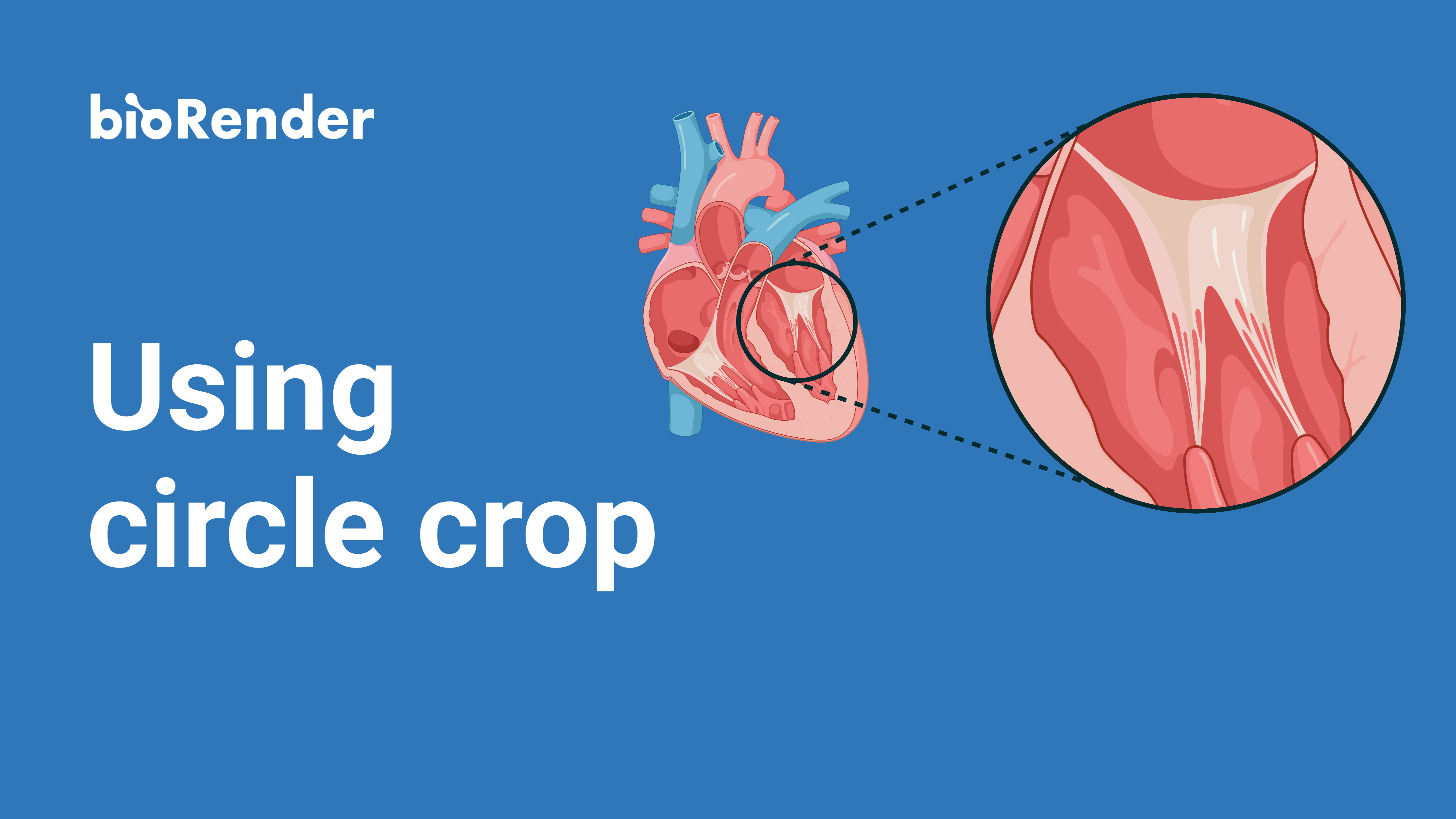 BioRender Learning Hub | Designing graphical abstracts